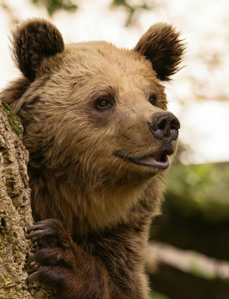 How to Survive a Grizzly Bear Attack – biggrizzlyonline